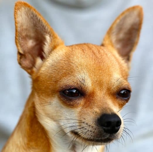 7 Different Types of Chihuahuas (And They're All Awesome)