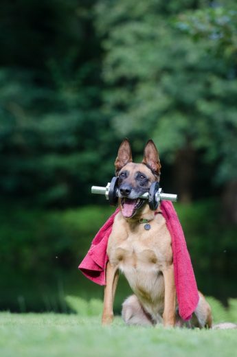 Belgian Malinois Husky Mix: The Belusky Breed Guide