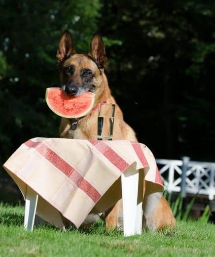 Belgian Malinois Husky Mix: The Belusky Breed Guide