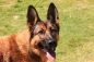 Belgian Malinois Husky Mix: The Belusky Breed Guide