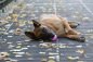 Belgian Malinois Husky Mix: The Belusky Breed Guide