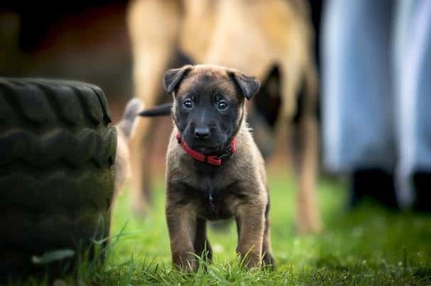 German Shepherd Mastiff Mix Breed Guide