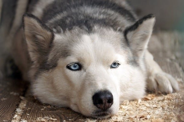 Boxer Husky Mix Breed: The Boxsky Guide