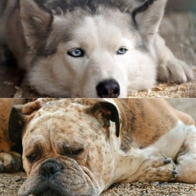 Boxer Husky Mix Breed: The Boxsky Guide