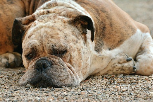 Heat Cycle 101: How Long Do Boxers Stay in Heat?