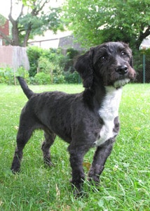 Jack Russell Poodle Mix Breed: The Jackapoo Complete Guide