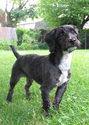 Jack Russell Poodle Mix Breed: The Jackapoo Complete Guide