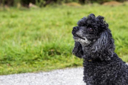 Rottweiler Poodle Mix Breed: The Rottle Dog Guide