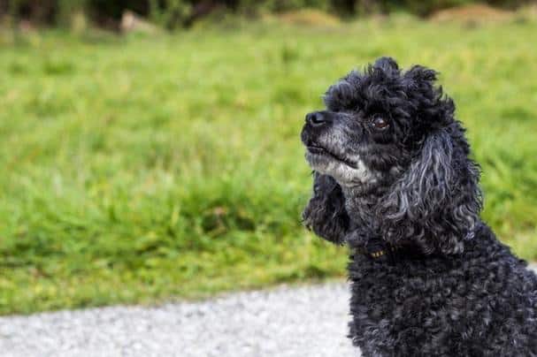 Rottweiler Poodle Mix Breed: The Rottle Dog Guide