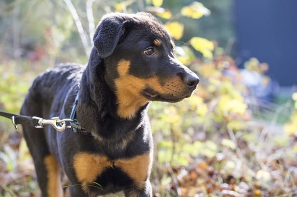 Rottweiler German Shepherd Mix Breed: The Shepweiler Guide