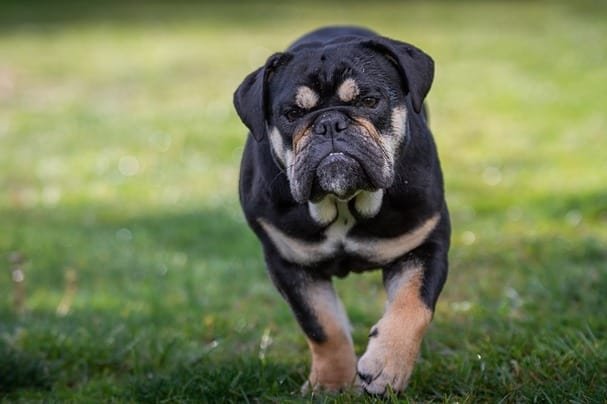 Are English Bulldogs Good Pets?