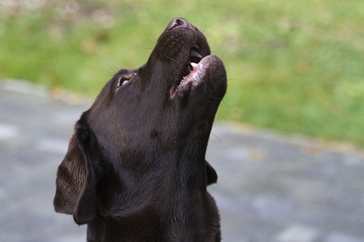 Can Labrador Retrievers Be Aggressive?