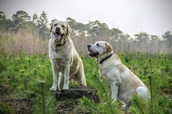 Will Labrador Retrievers Protect You?