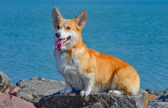 Golden Retriever Corgi Mix: The Golden Corgi Complete Guide