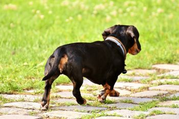 Dachshund Life Span: How Long Do Dachshunds Live?